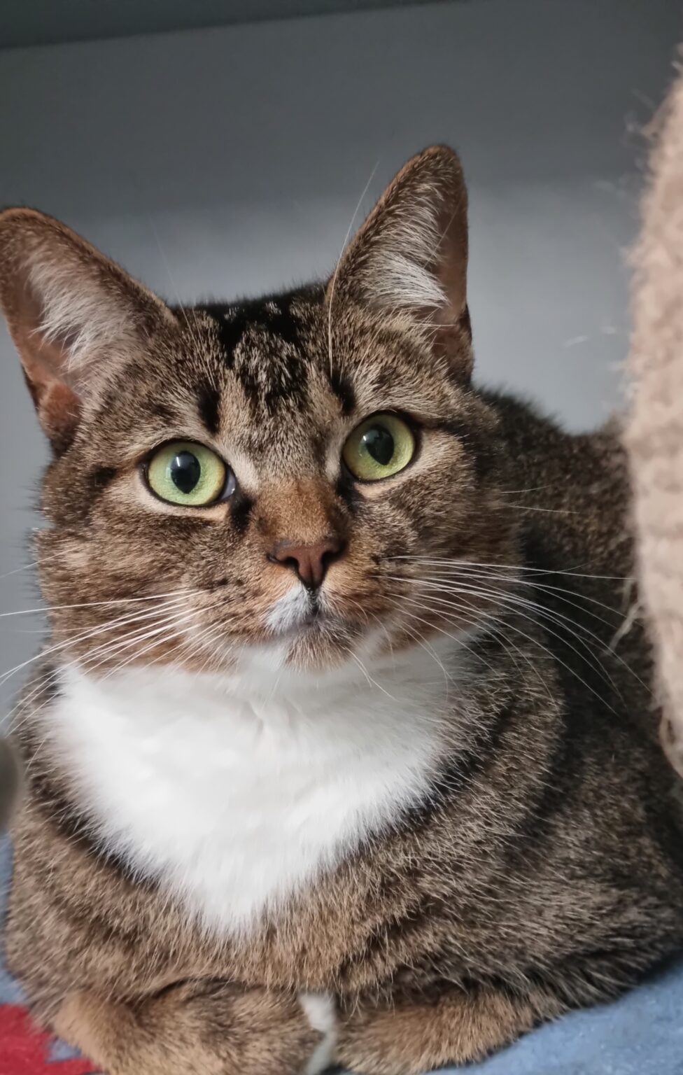 Archief Plaatsbare asielkatten - Haags Dierencentrum