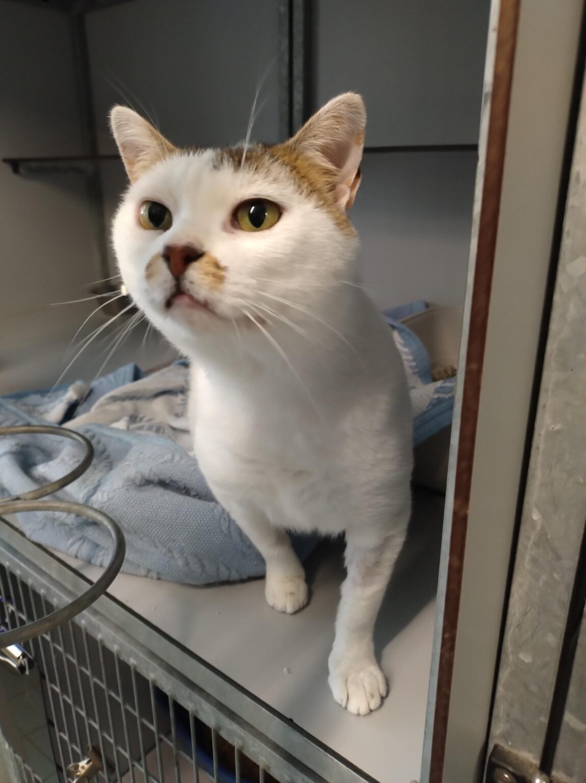 Archief Plaatsbare asielkatten - Haags Dierencentrum