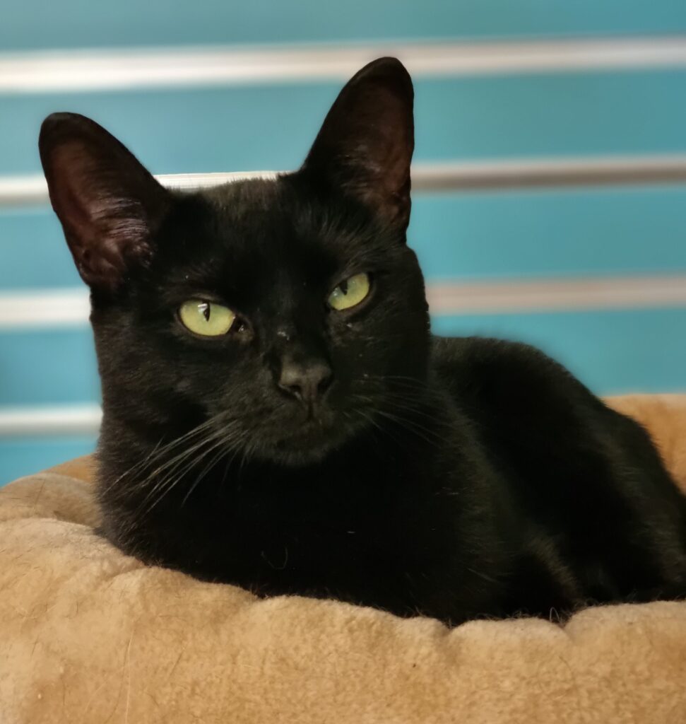 Archief Plaatsbare asielkatten - Haags Dierencentrum