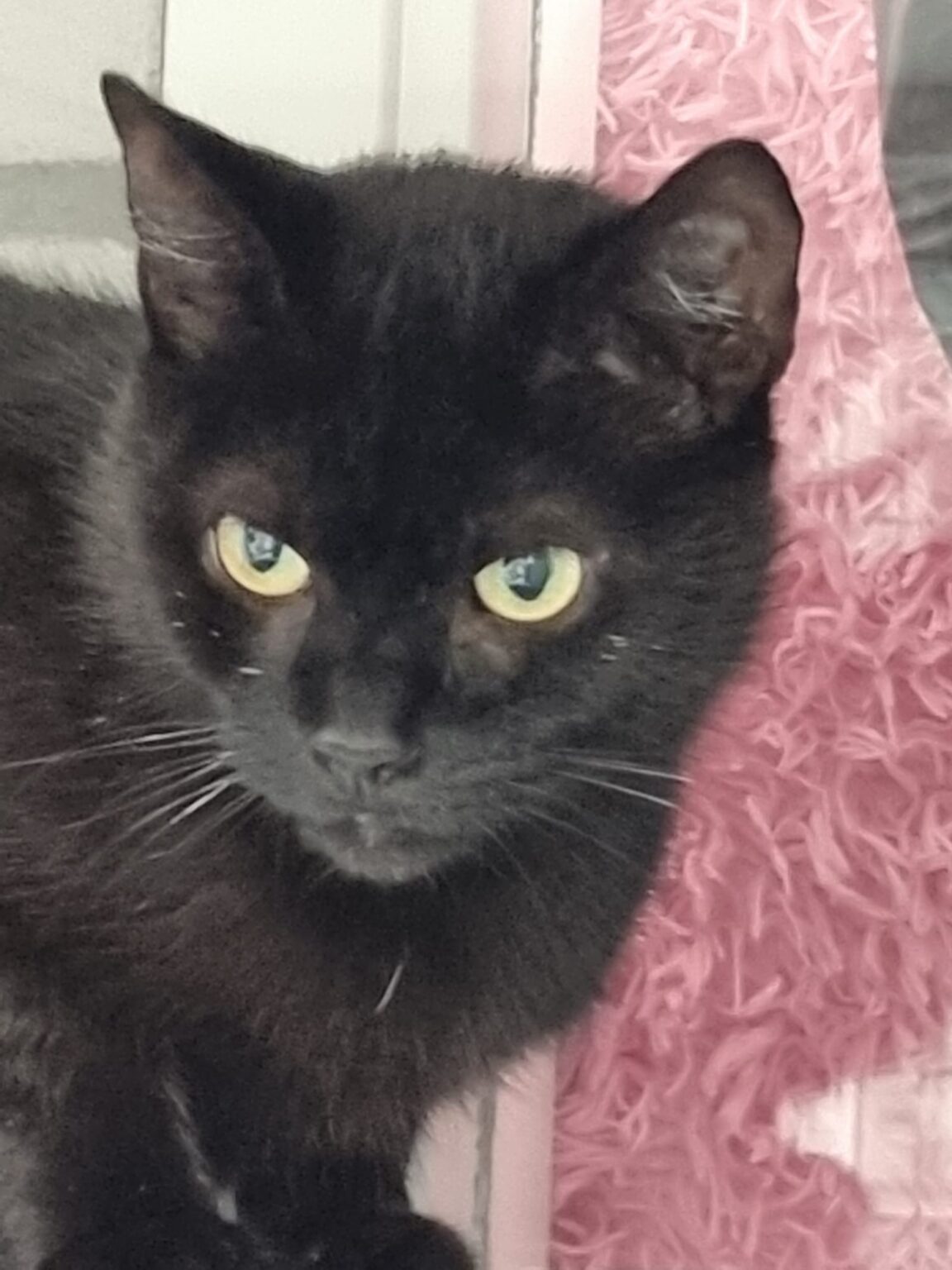 Archief Plaatsbare asielkatten - Haags Dierencentrum