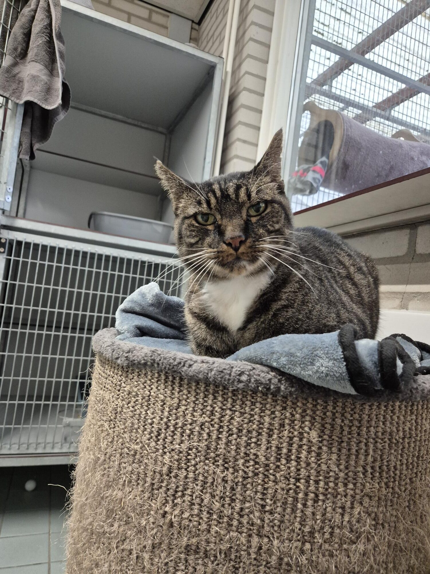 Archief Plaatsbare asielkatten - Haags Dierencentrum